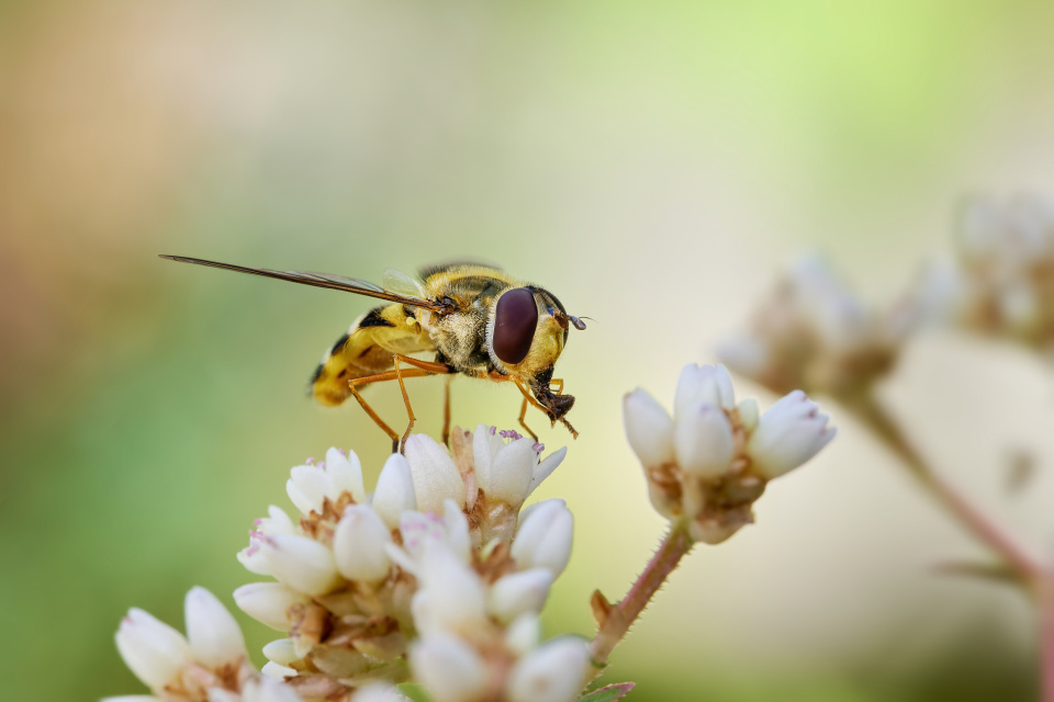 Mmmm | Sheol | Blipfoto