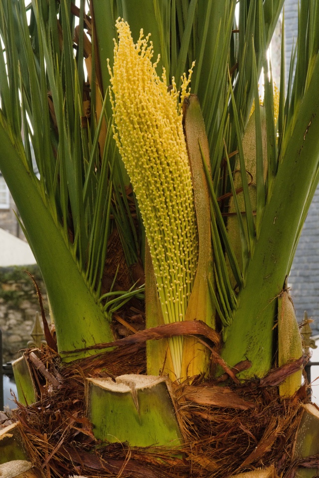 Flower buds on one of the palms | ElizabethCandle | Blipfoto