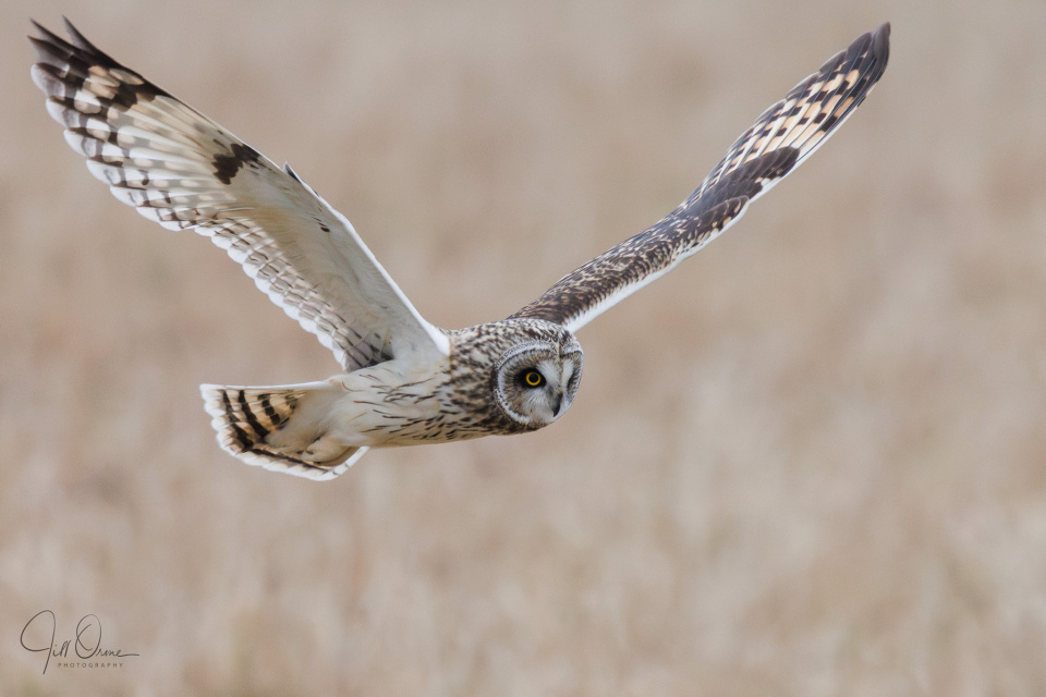 And streeeetch... | JDO | Blipfoto