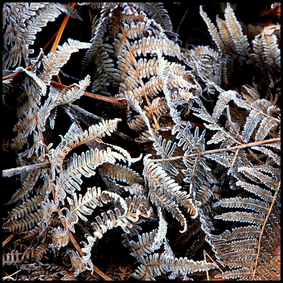 Nippy | ForthPorts | Blipfoto