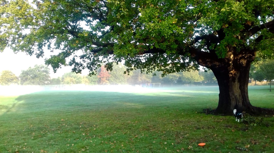Early morning misty park | Emsie | Blipfoto