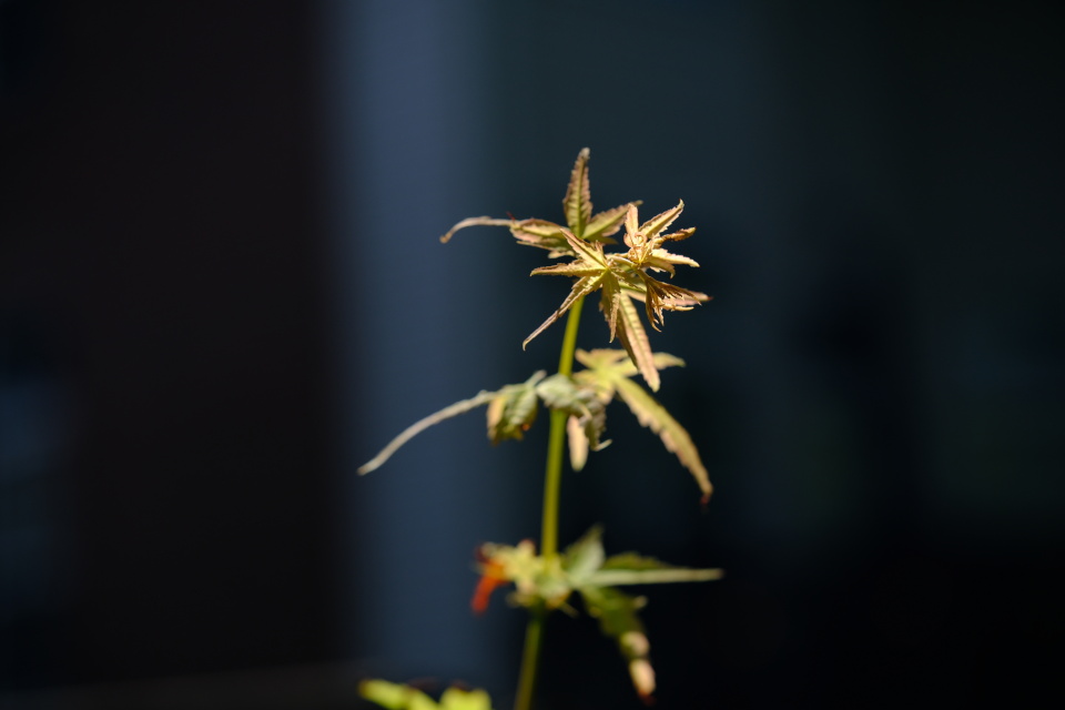 Gold | Energia | Blipfoto