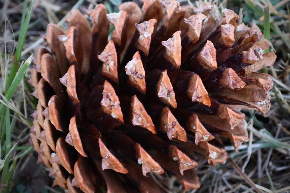 Pine cones and Fibonacci | stillandknow | Blipfoto