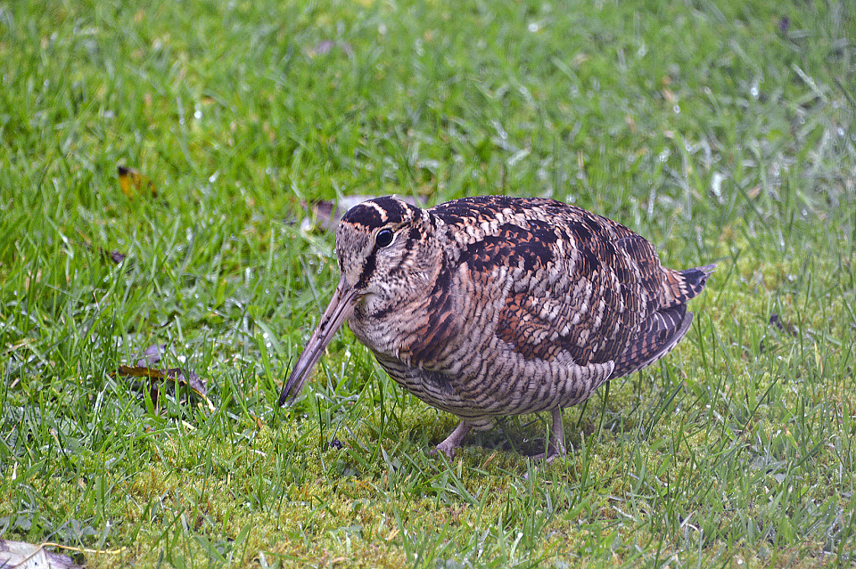 Cocky bird | StuartDB | Blipfoto