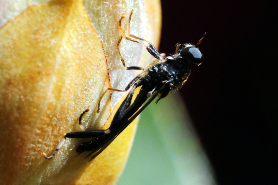 waspish | gordo | Blipfoto
