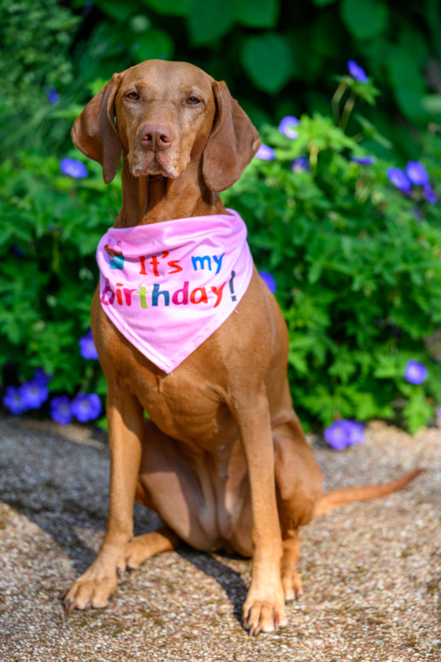 The princess turns five! | NickyR | Blipfoto