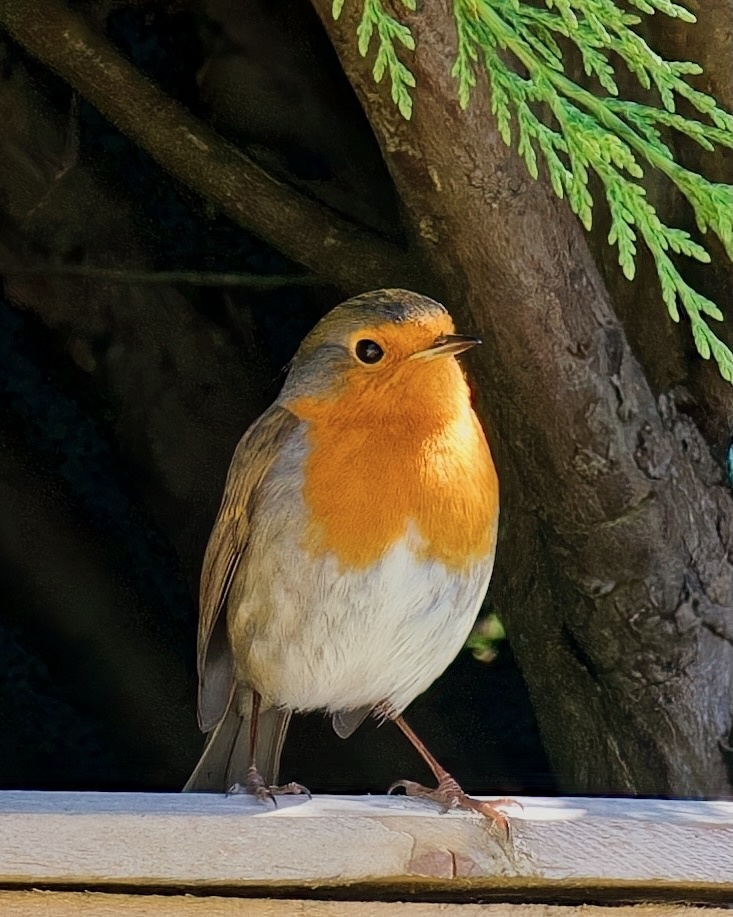 Robin | Amanda_T | Blipfoto