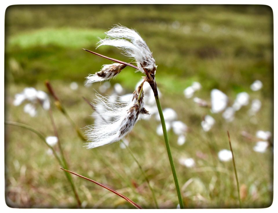 Common Cottongrass | pixelpixie | Blipfoto
