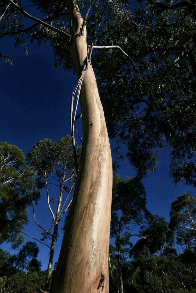 Smooth Tree | hobbs | Blipfoto
