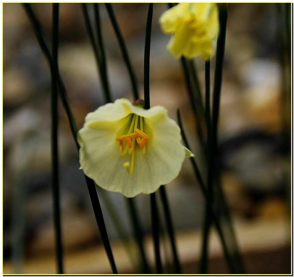 NARCISSI ARCTIC BELLS | sunflower | Blipfoto