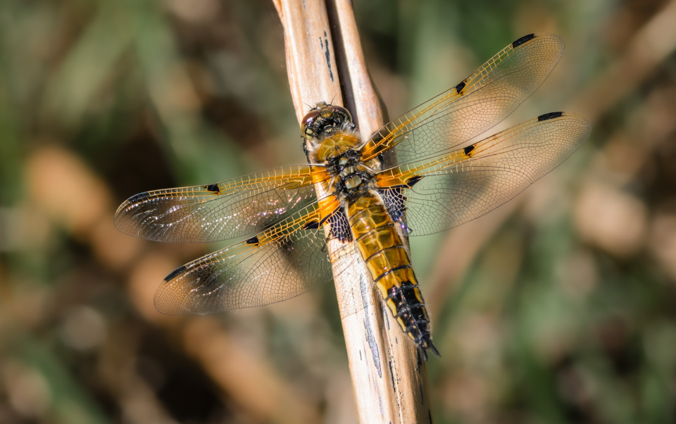 Broad Bodied Chaser | JohnGravett | Blipfoto