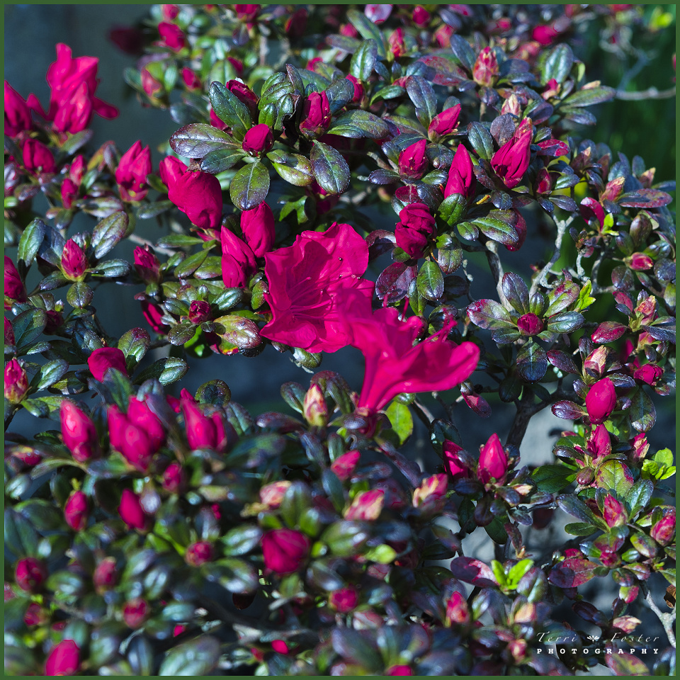 Azalea | Terrifo | Blipfoto