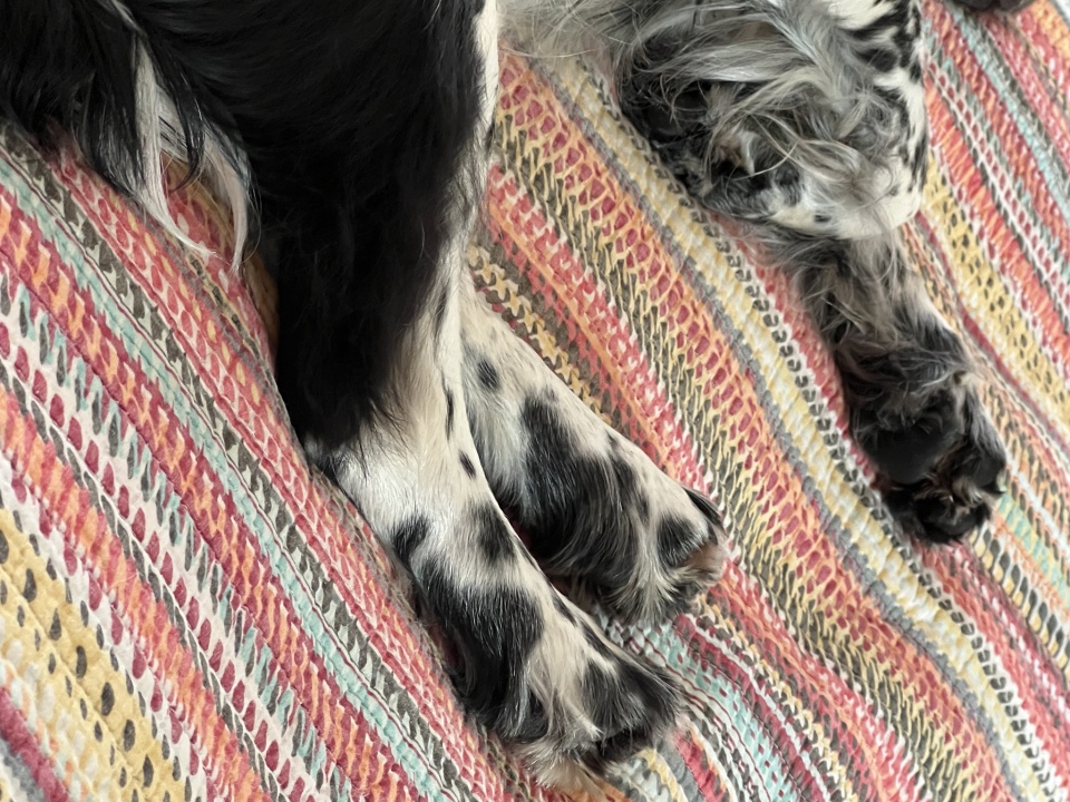 Four Fur Feet | Wildwood | Blipfoto