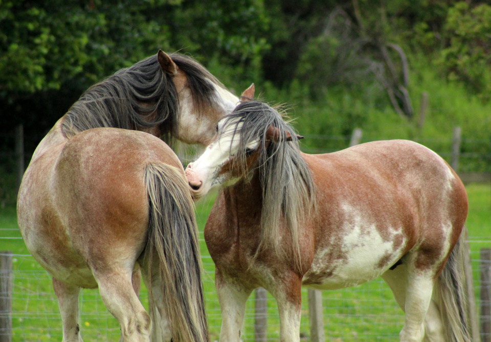 Canoodling Cuddies | theBroon | Blipfoto