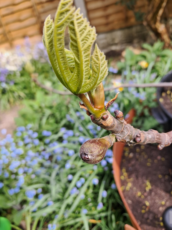 Fig. | Midlander | Blipfoto