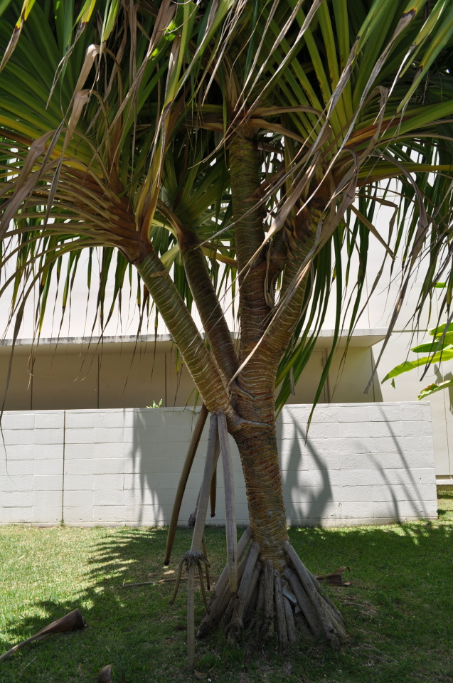 Hala Tree | USAHIhifriends | Blipfoto