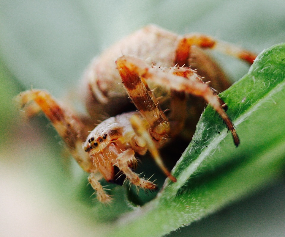 Enormous scary spider | spishy | Blipfoto