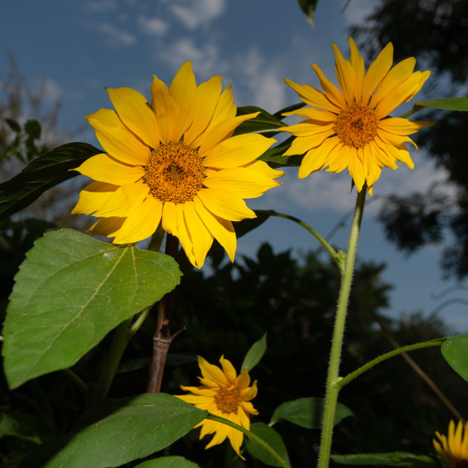 le fleur de sol init | maxellis | Blipfoto