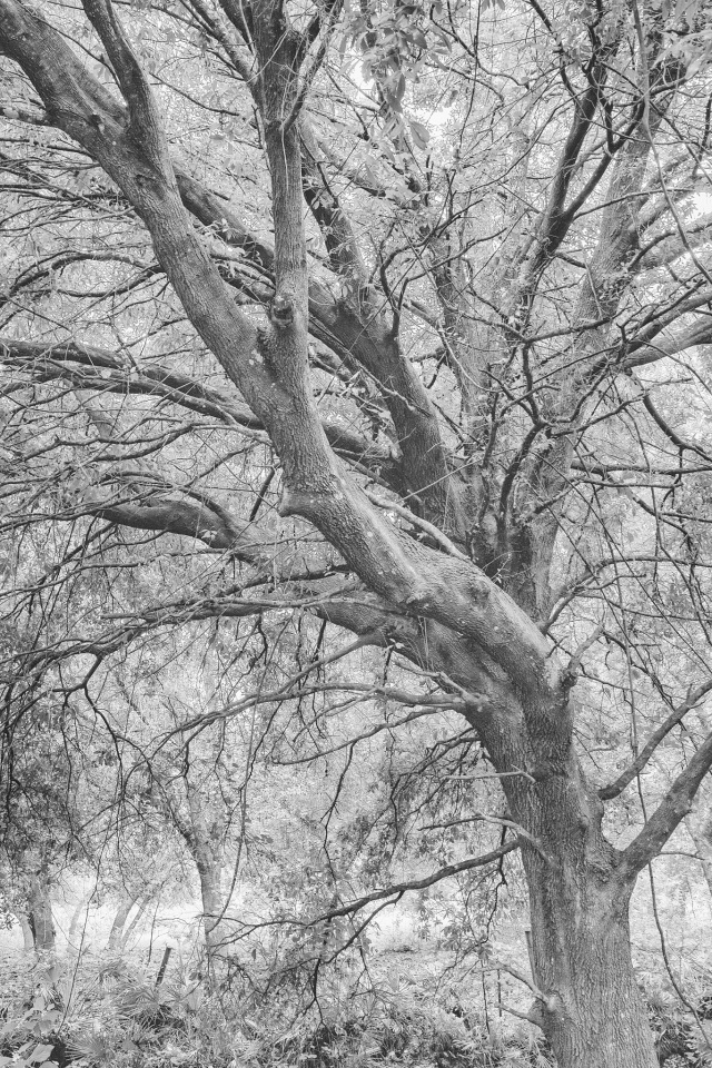 One Of My Trees | bugsman | Blipfoto