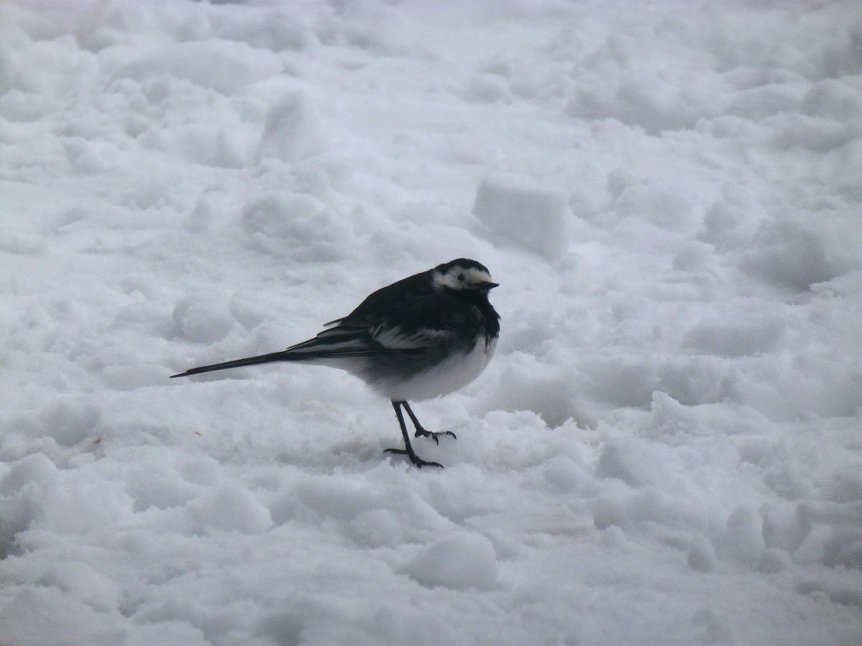 Bit cold ere innit ? - | thepoacher | Blipfoto