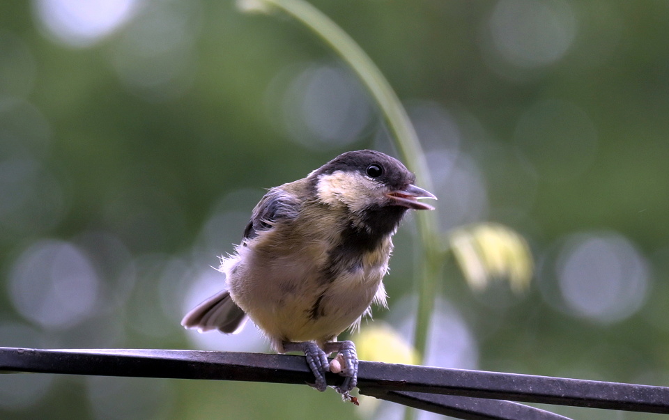 Young Great tit | Paola | Blipfoto