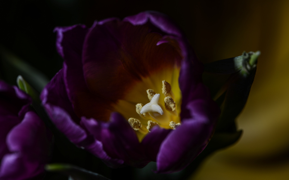 Indoor Blip: Yellow Surprise | Chamaeleo | Blipfoto