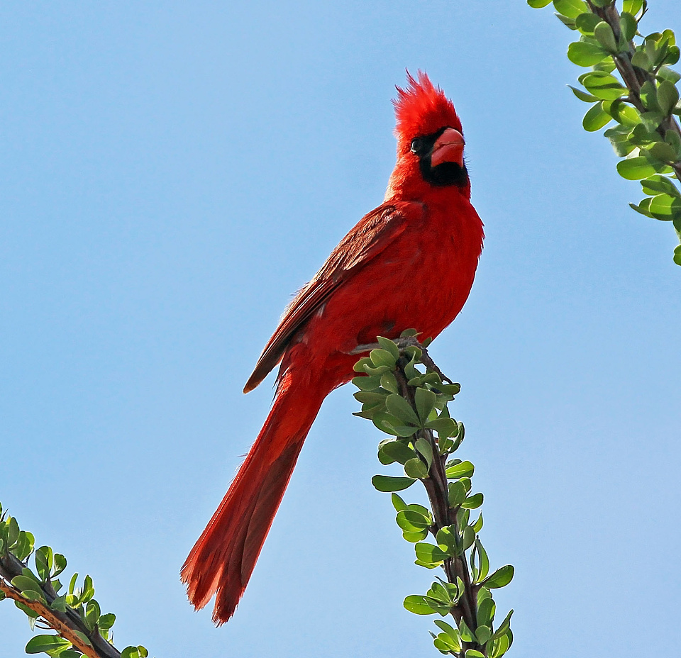 Northern Cardinal | laurie54 | Blipfoto