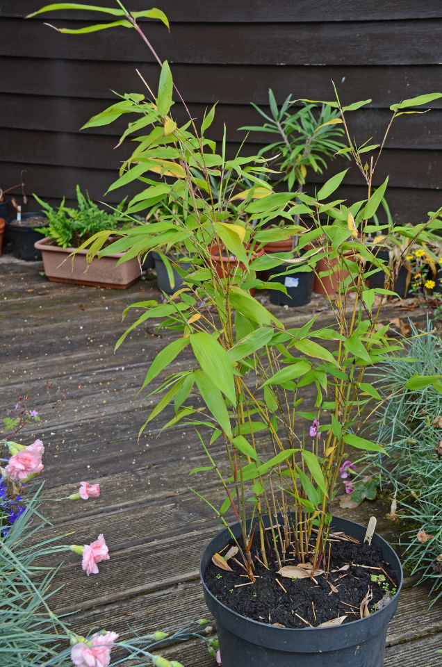 To plant, or not to plant . . . . . | Maurice1948 | Blipfoto