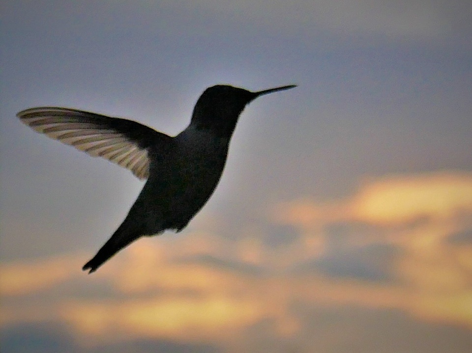 Hummingbird Sunset | RonaldBerry | Blipfoto