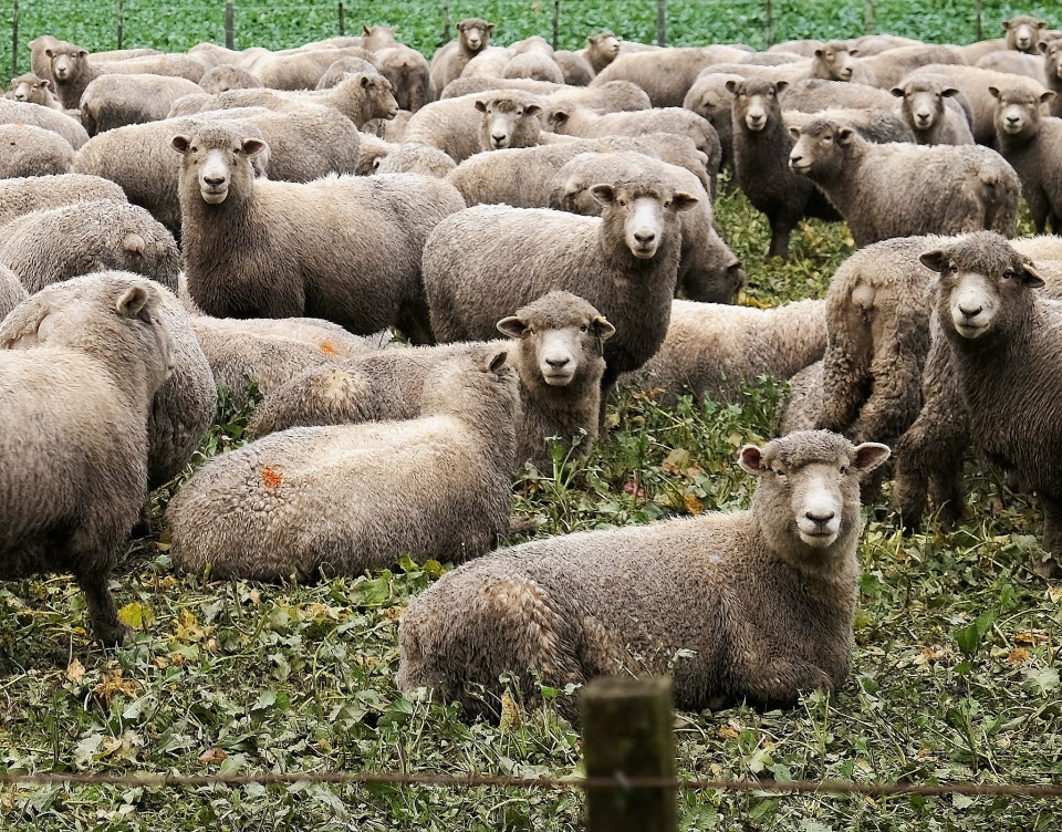 Wednesday Wet Sheep | V1k1 | Blipfoto