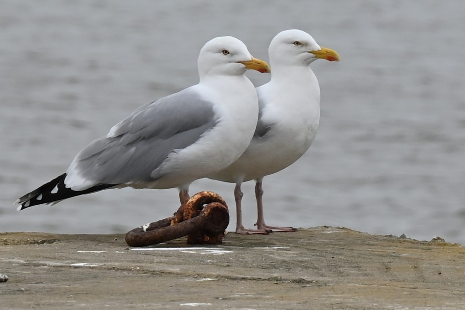 Then there were two! | IAE | Blipfoto