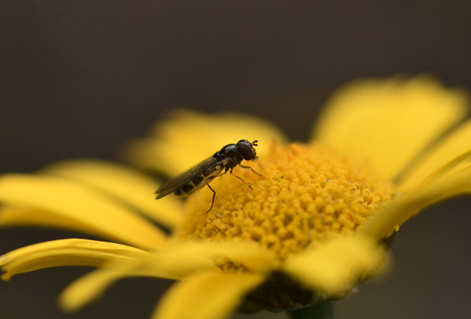 Hoverfly | SueT123 | Blipfoto
