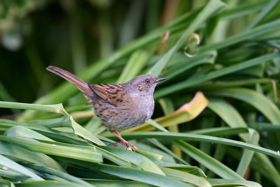 Garden Bird | Sheol | Blipfoto