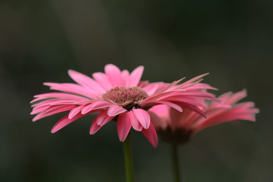 Shallow... | dbifulco | Blipfoto