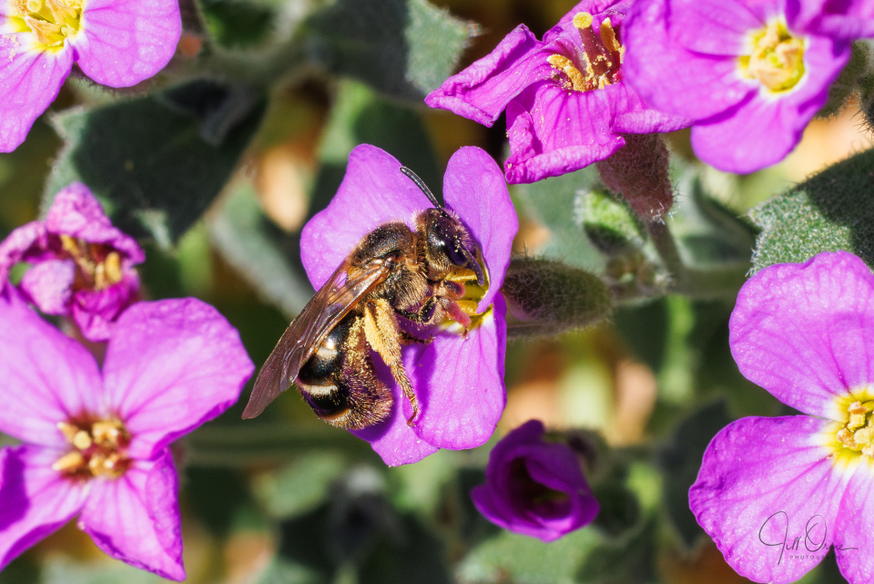 Ploughing her own furrow | JDO | Blipfoto