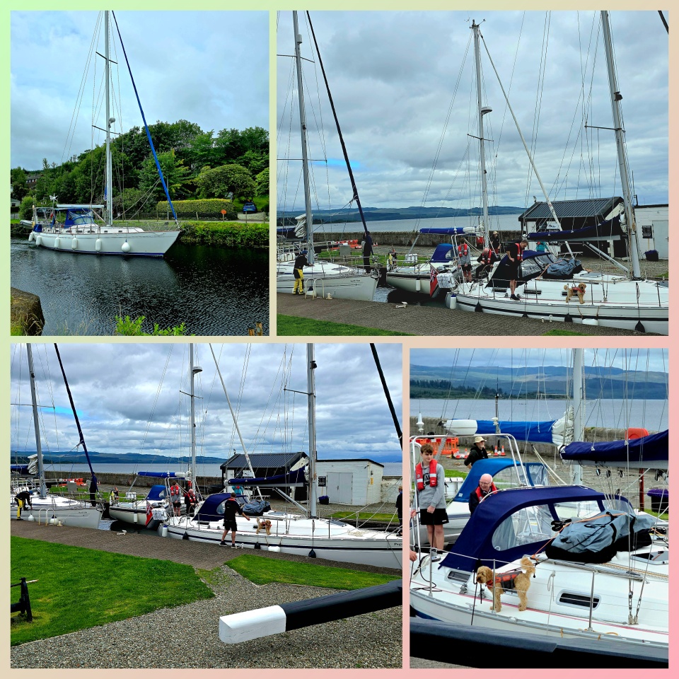 Busy busy | snapper | Blipfoto