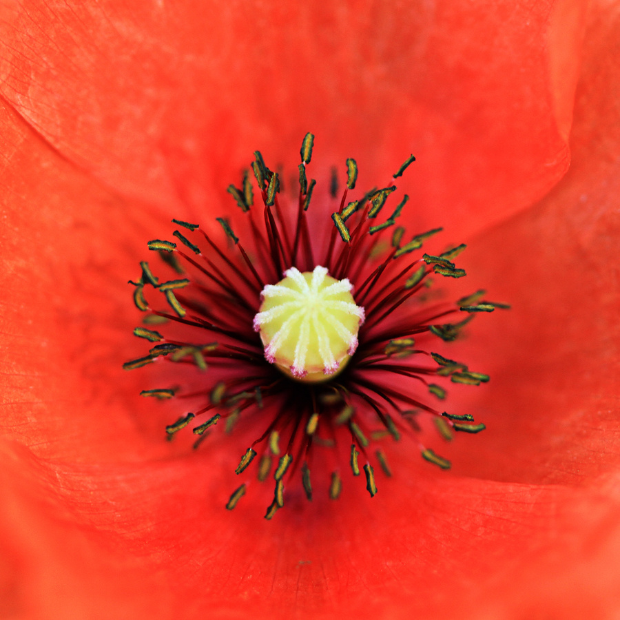 Field Poppy | joesblips | Blipfoto
