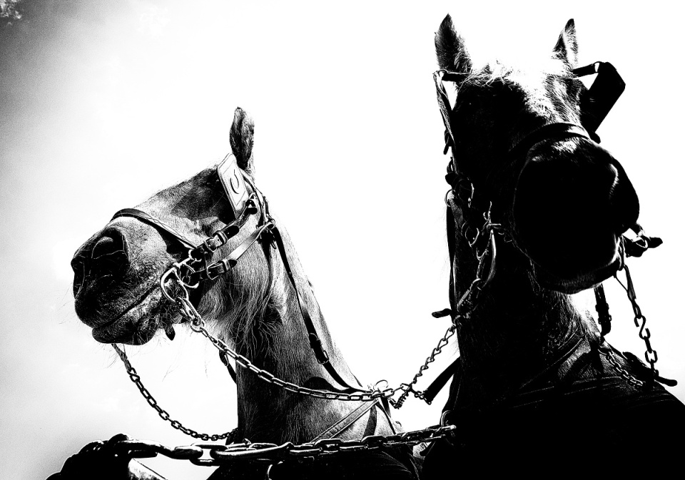 Visitors | RtCph | Blipfoto