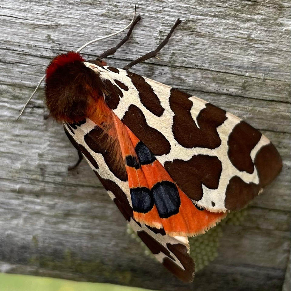 Garden Tiger moth | ShanWilliams | Blipfoto
