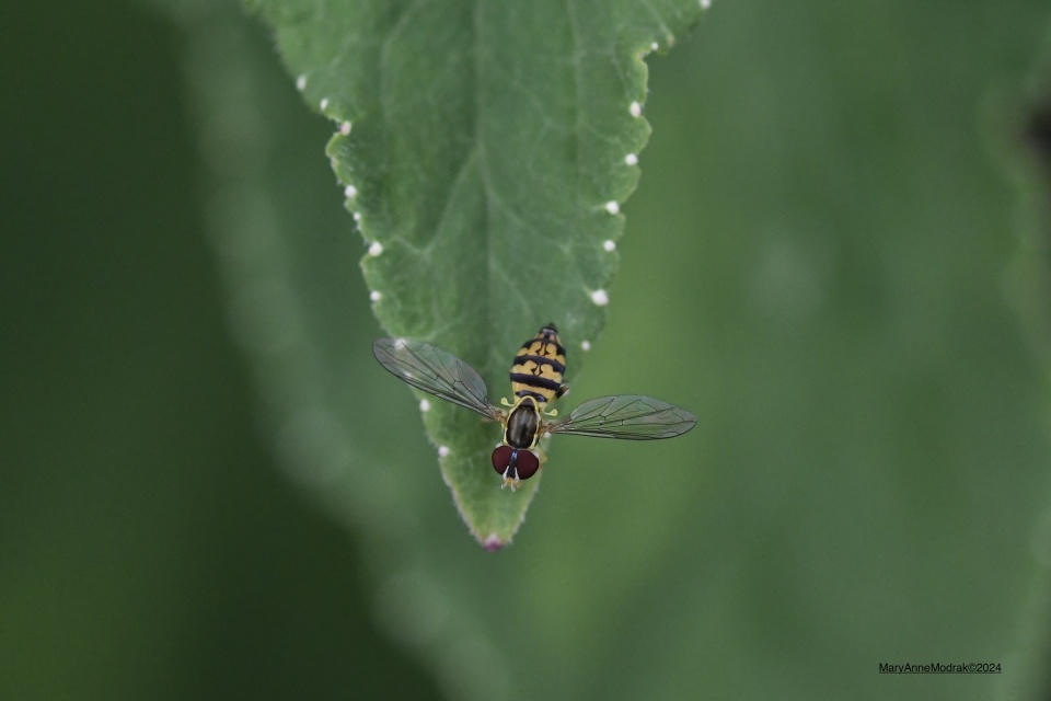 Eastern calligrapher flower fly | momcat1 | Blipfoto
