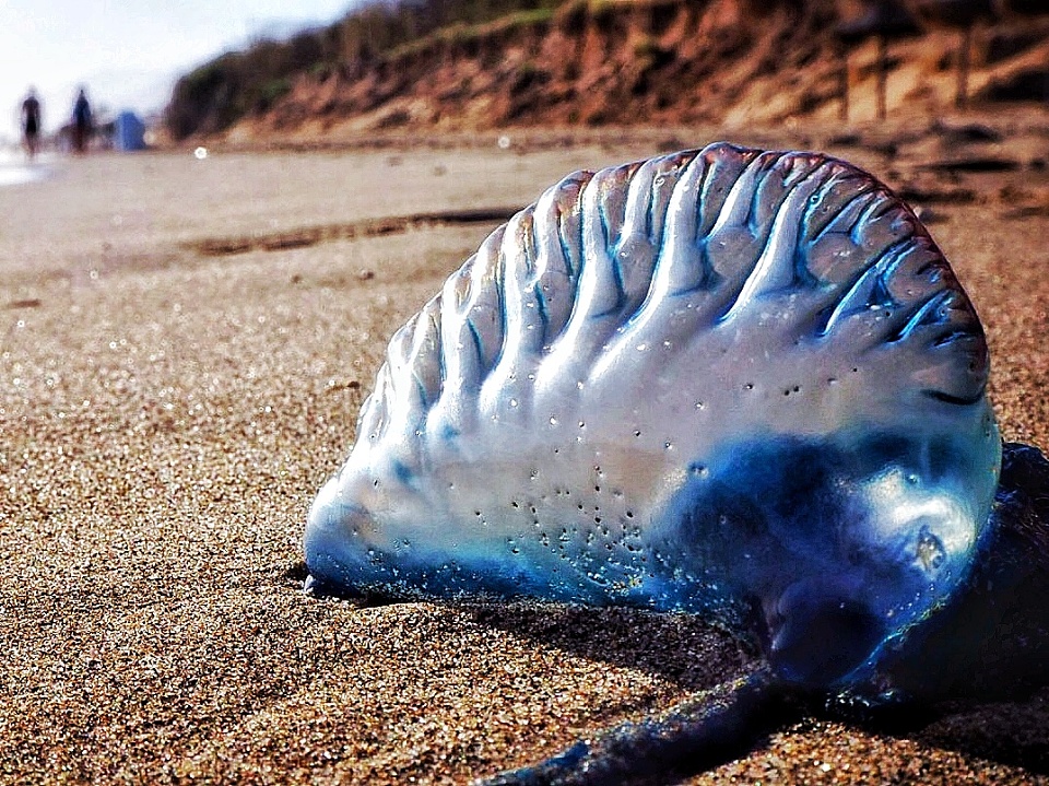 Jellyfish. | Cherryflapjack | Blipfoto