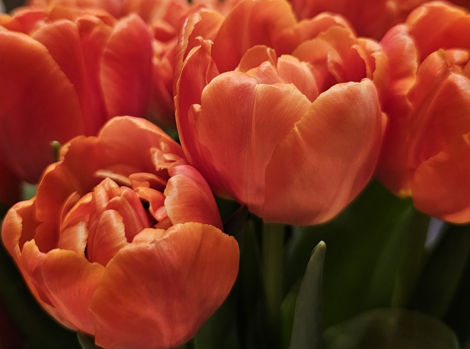 Tulip Song | ristosan | Blipfoto