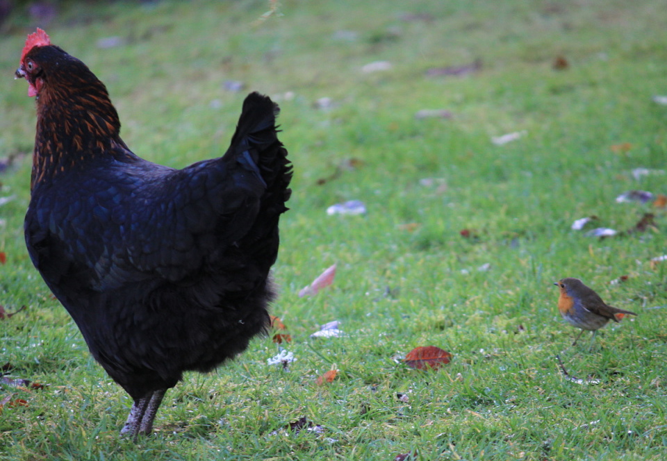 Big bird, little bird | X5AUD | Blipfoto