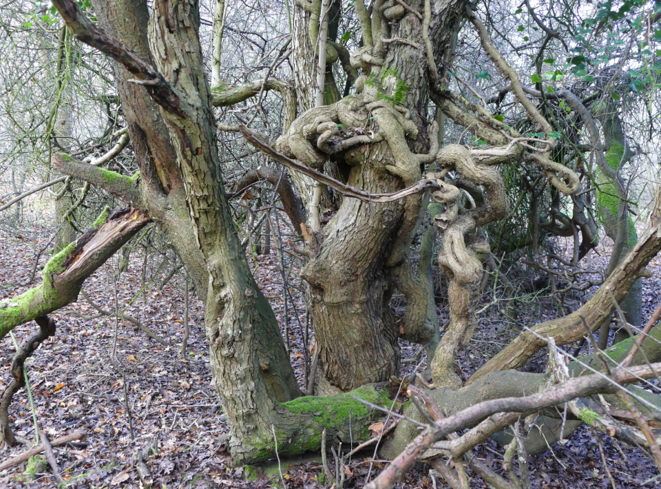 Tree creatures | NatureWatcher | Blipfoto