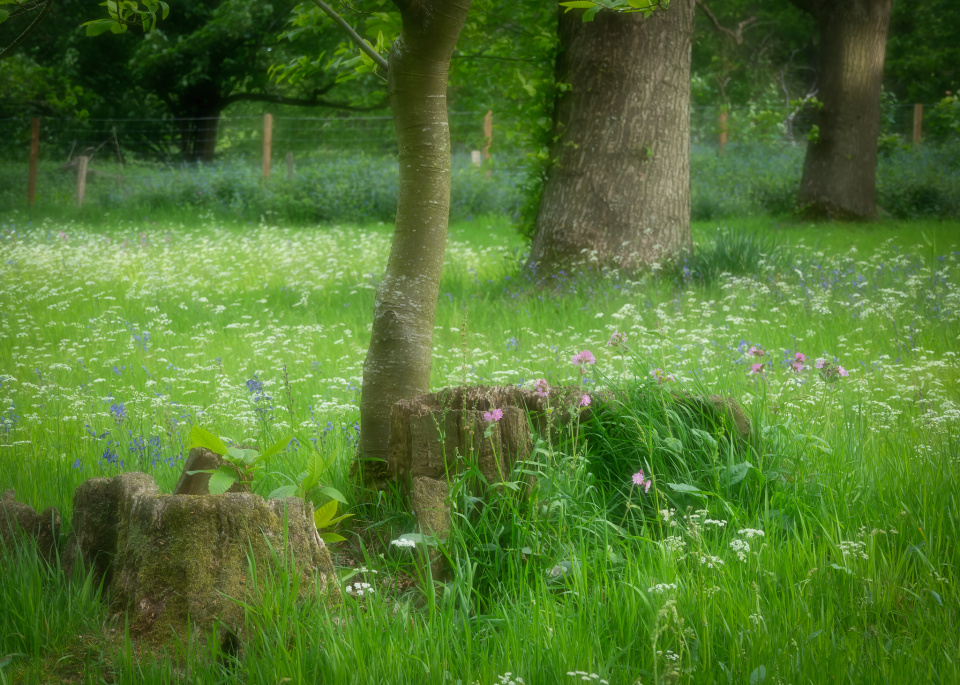 The Freshness of Spring | GracieG | Blipfoto