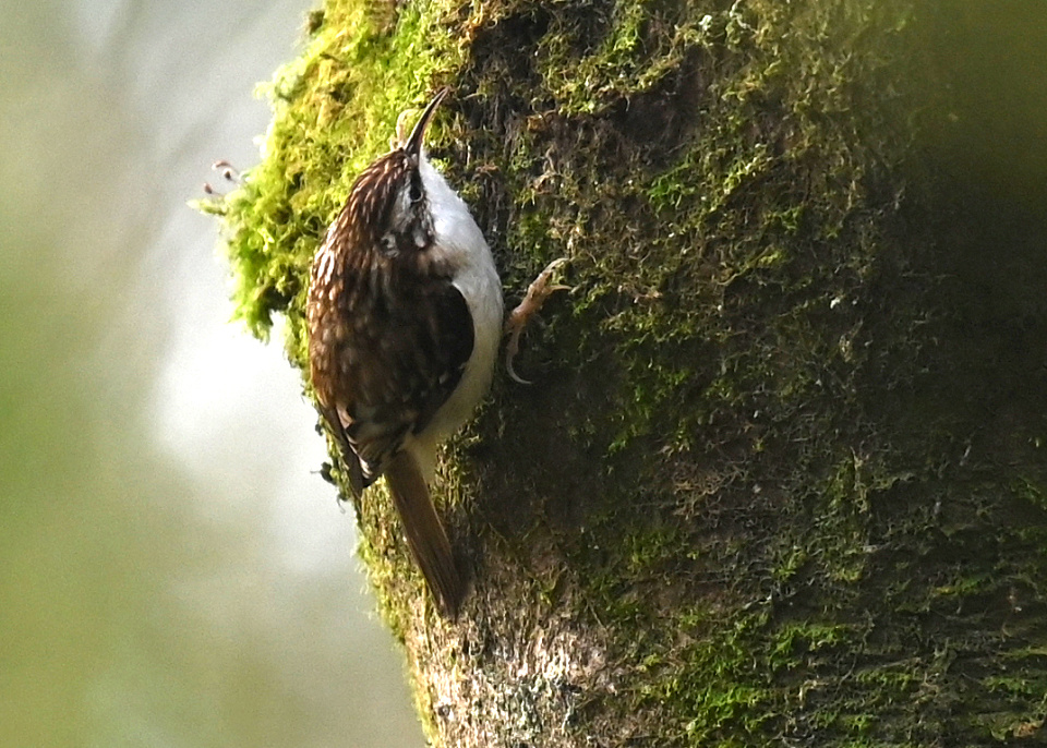 Treecreeper | Daver64 | Blipfoto