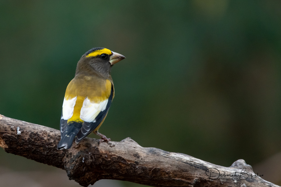 Gotcha! | dbifulco | Blipfoto