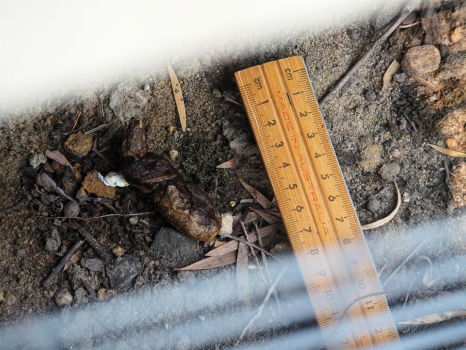 Python Poo | LyleT | Blipfoto