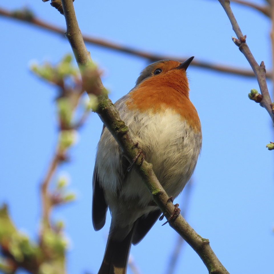 Songbird | squirk | Blipfoto