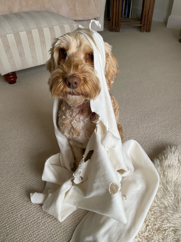 The picture of innocence. | jimbo2750 | Blipfoto